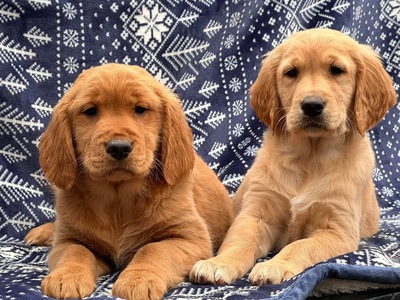 Search - Pets | Uncle Henry's