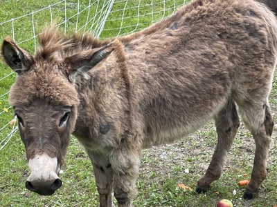 Search - Animals | Uncle Henry's