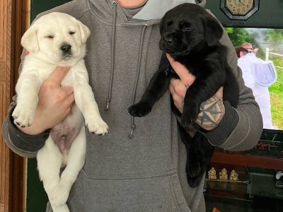 Search - Animals | Uncle Henry's