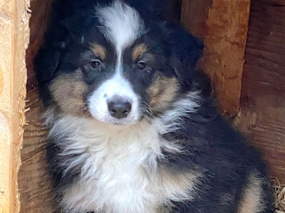 Search - Animals | Uncle Henry's