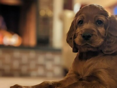 Search - Animals | Uncle Henry's